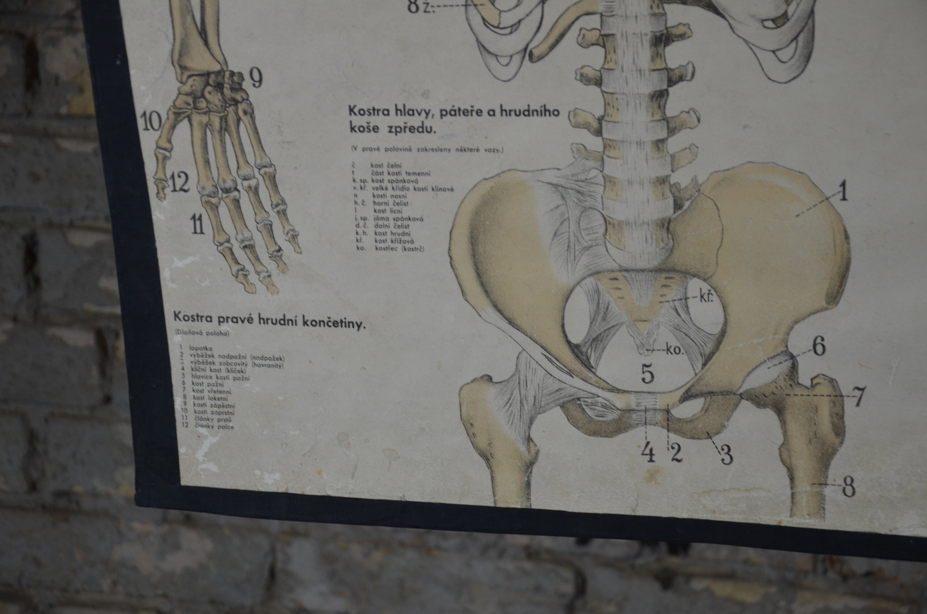Human Skeleton, Anatomy: Original Vintage Distressed 1950s Educational ...