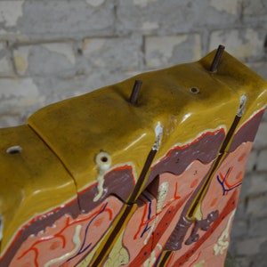 Human Skin, Antique Anatomy Model: Original Vintage 1920s German ...