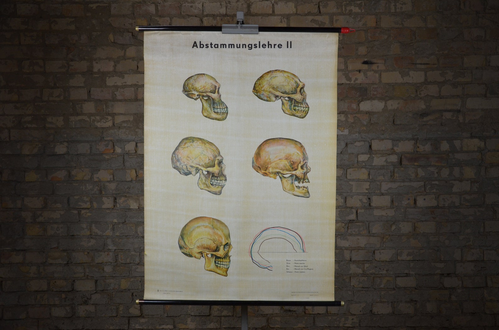 Human Evolution, Stone Age, Skulls: Original Vintage 1960s German ...