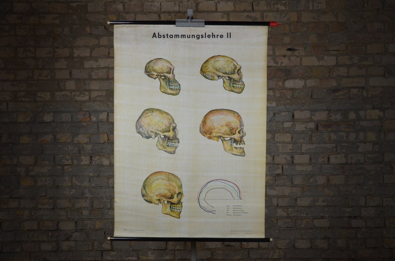 Human Evolution, Stone Age, Skulls: Original Vintage 1960s German ...
