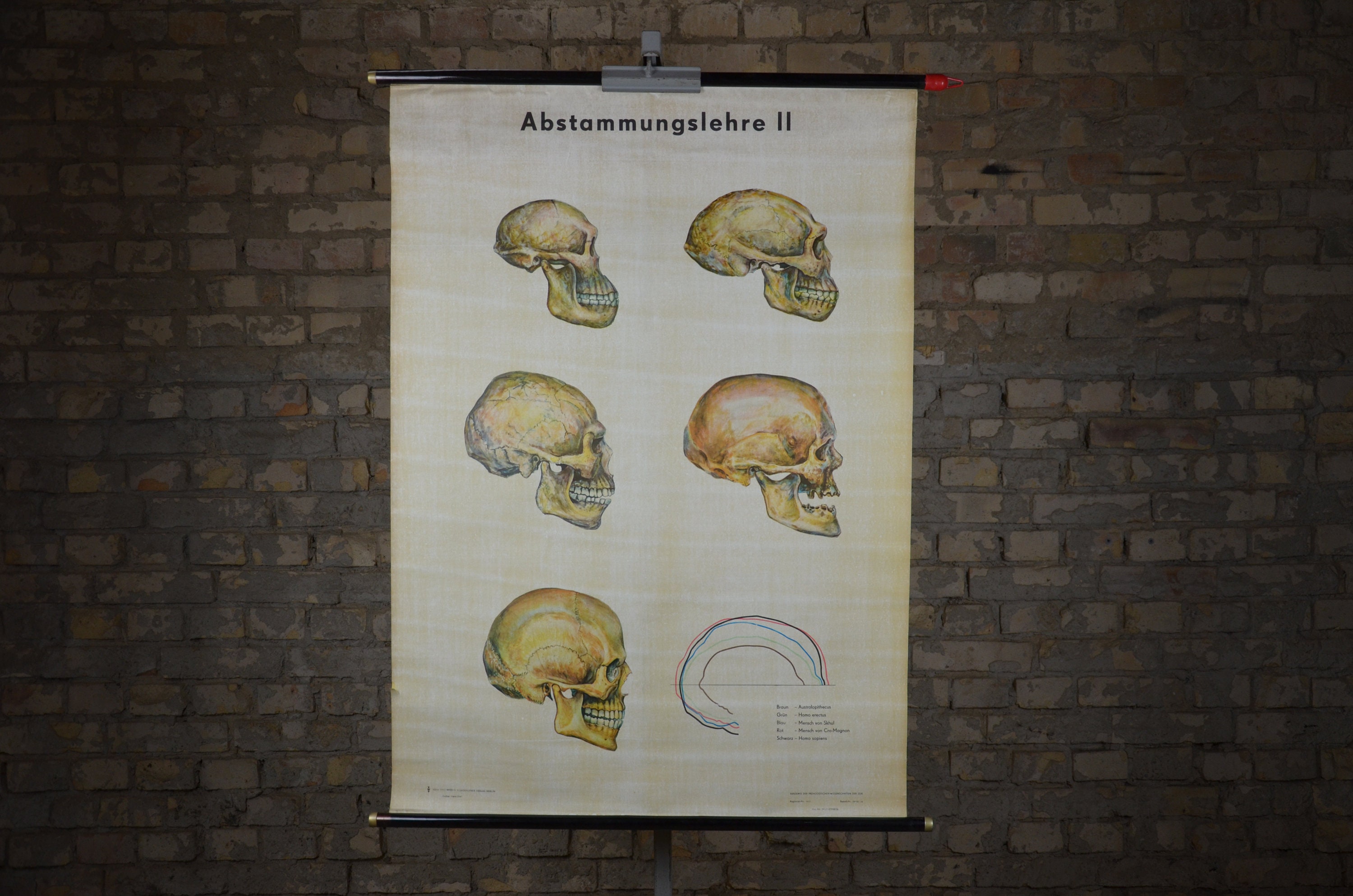 Human Evolution, Stone Age, Skulls: Original Vintage 1960s German ...