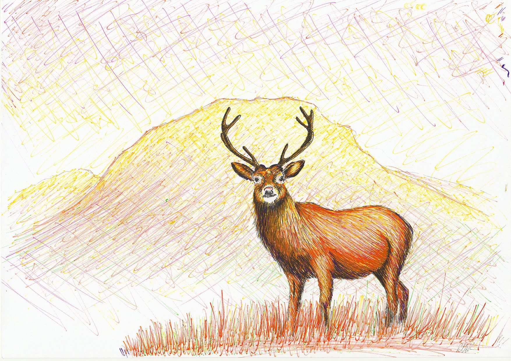 Scottish Highland Stag Print of Fineliner Sketch by Bob Middleton - Etsy