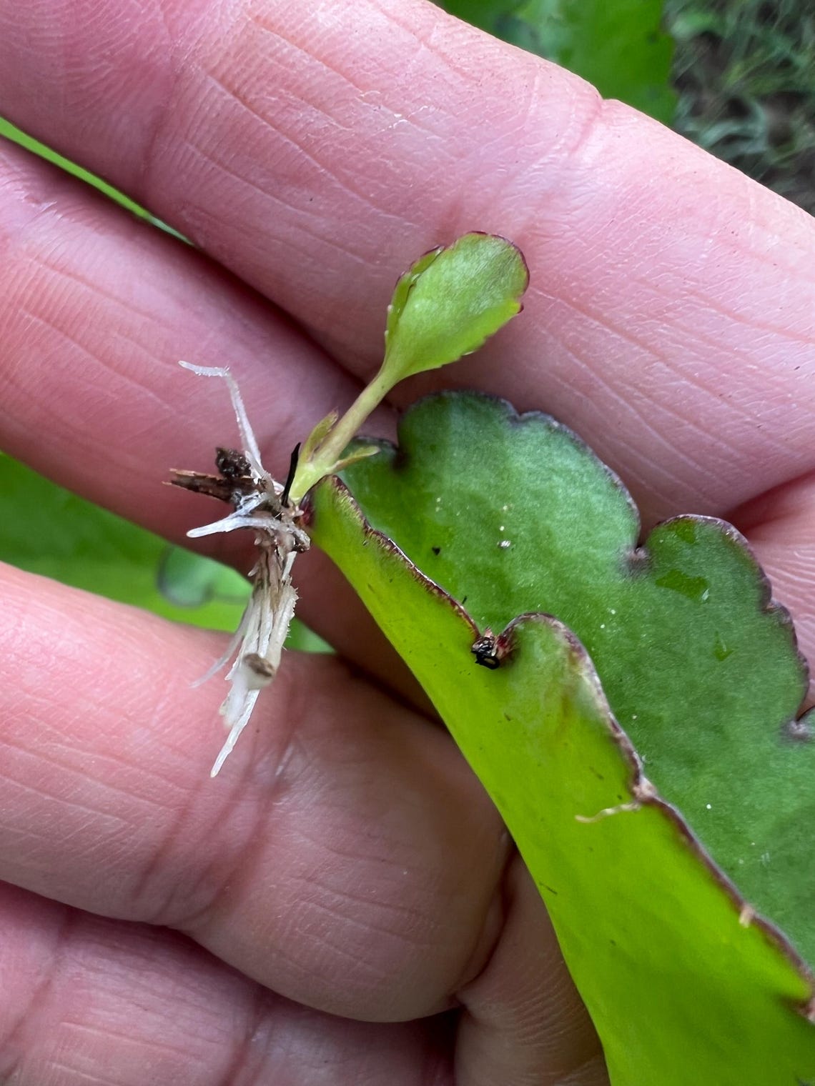 Bryophyllum Pinnatum Witch's Leaf - Etsy