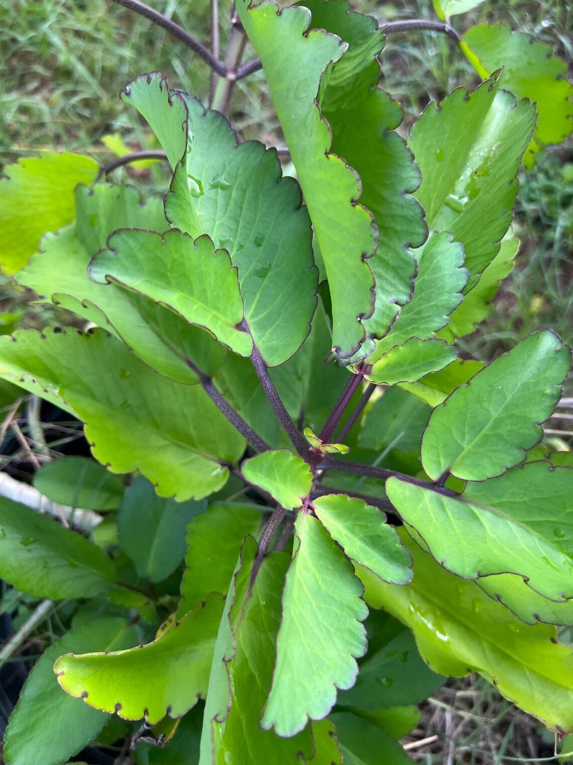 Bryophyllum Pinnatum Witch's Leaf - Etsy