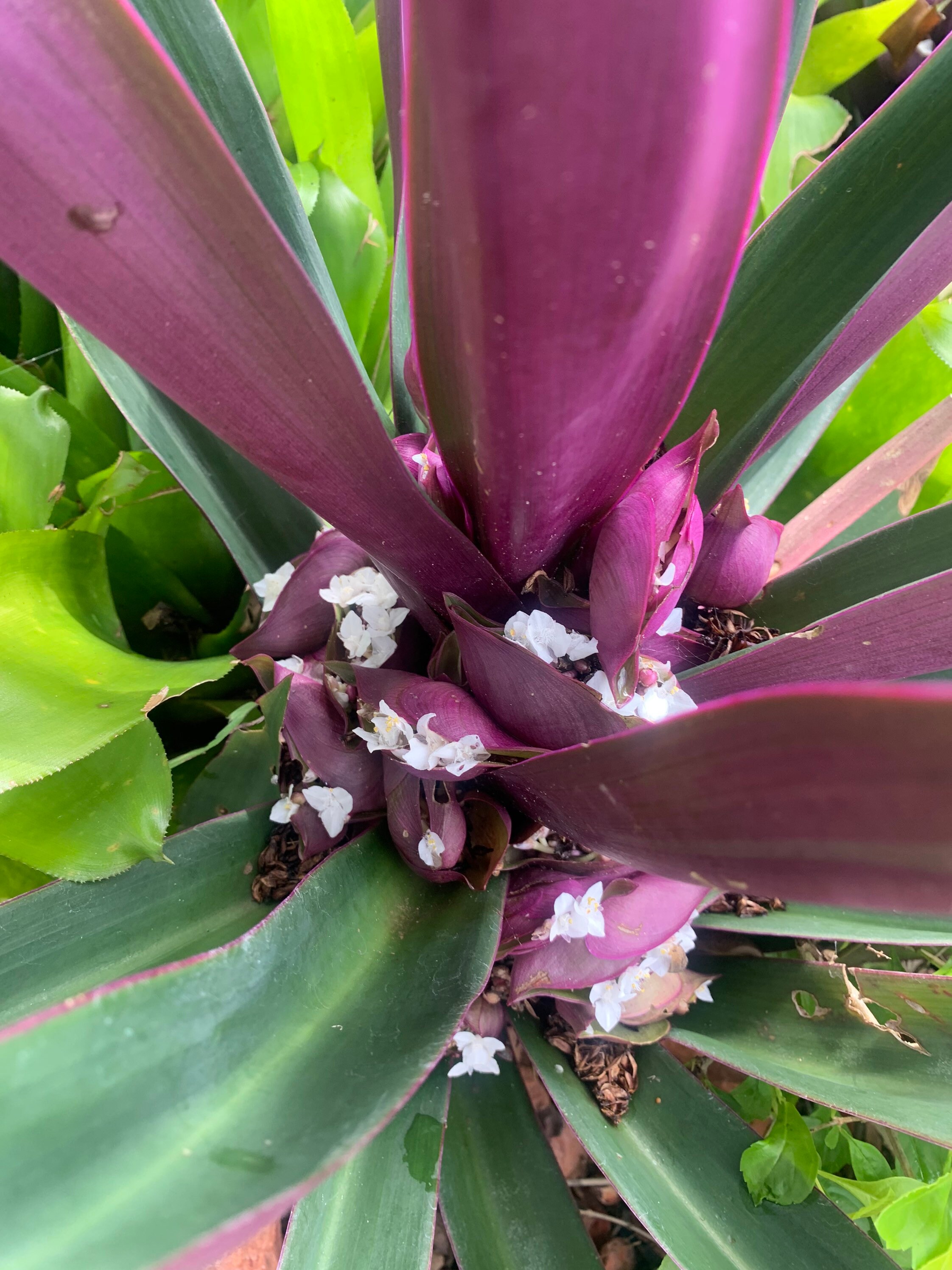 Tradescantia Spathaceapurple Maguey - Etsy