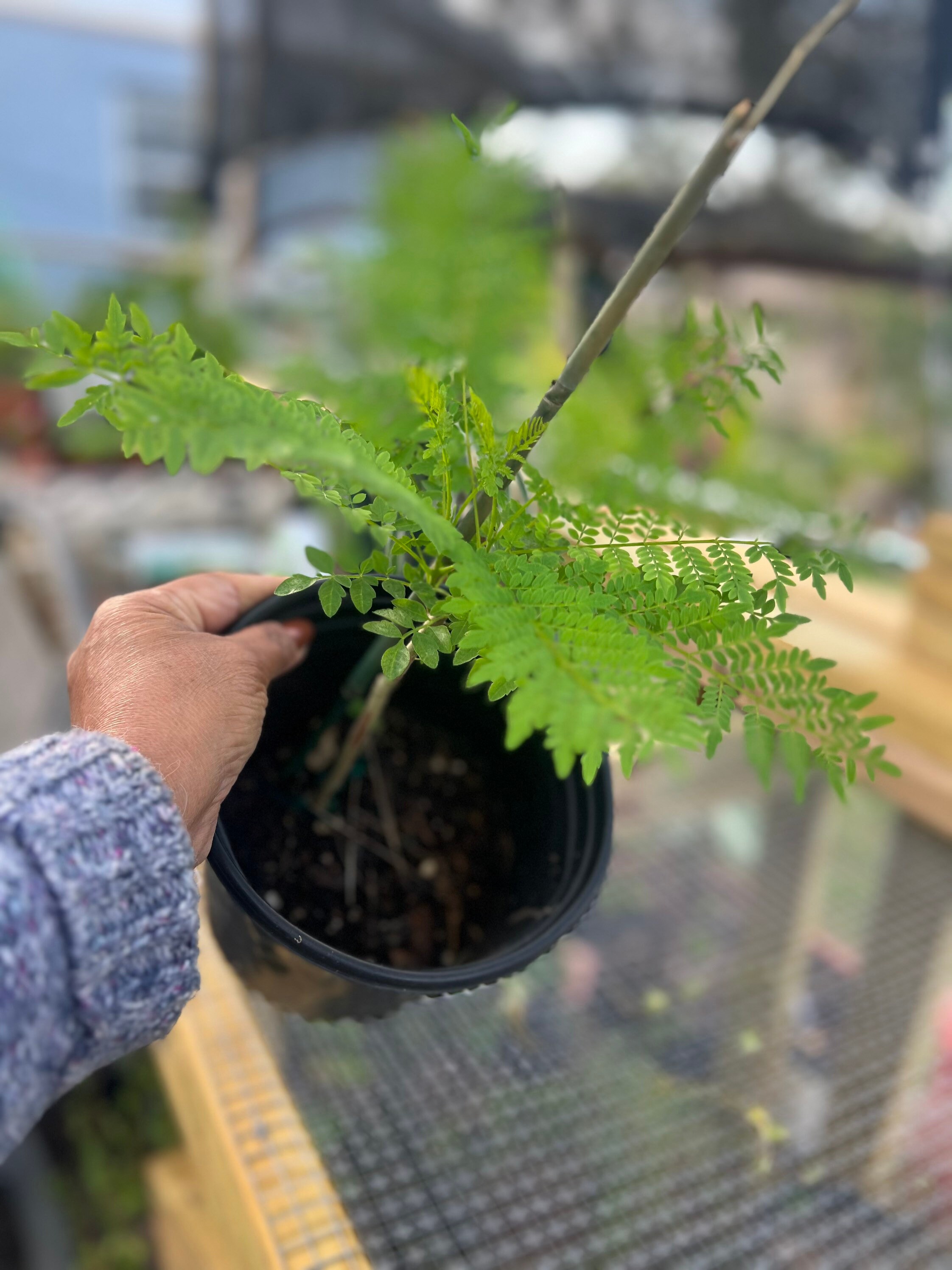 Jacaranda blue Flamboyan - Etsy