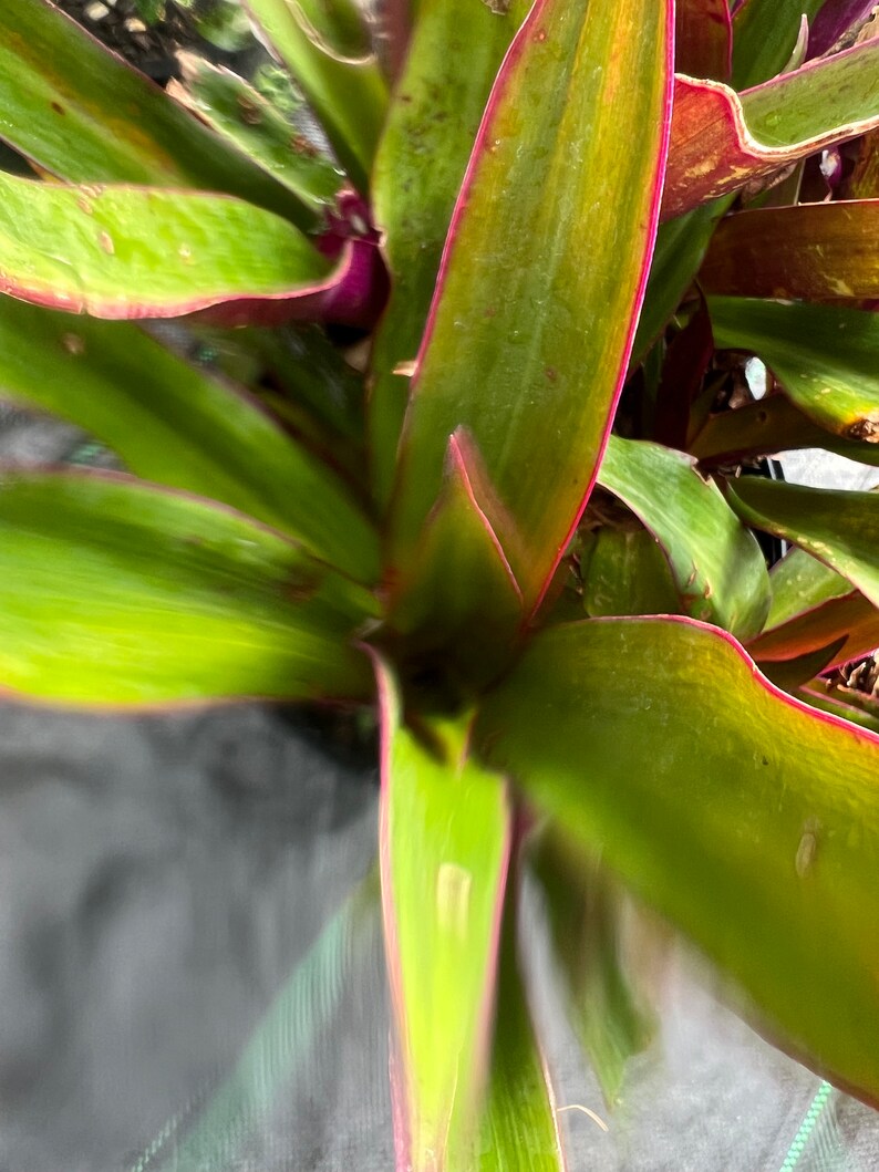 Tradescantia Spathacea purple Maguey Live Medicinal Plant - Etsy