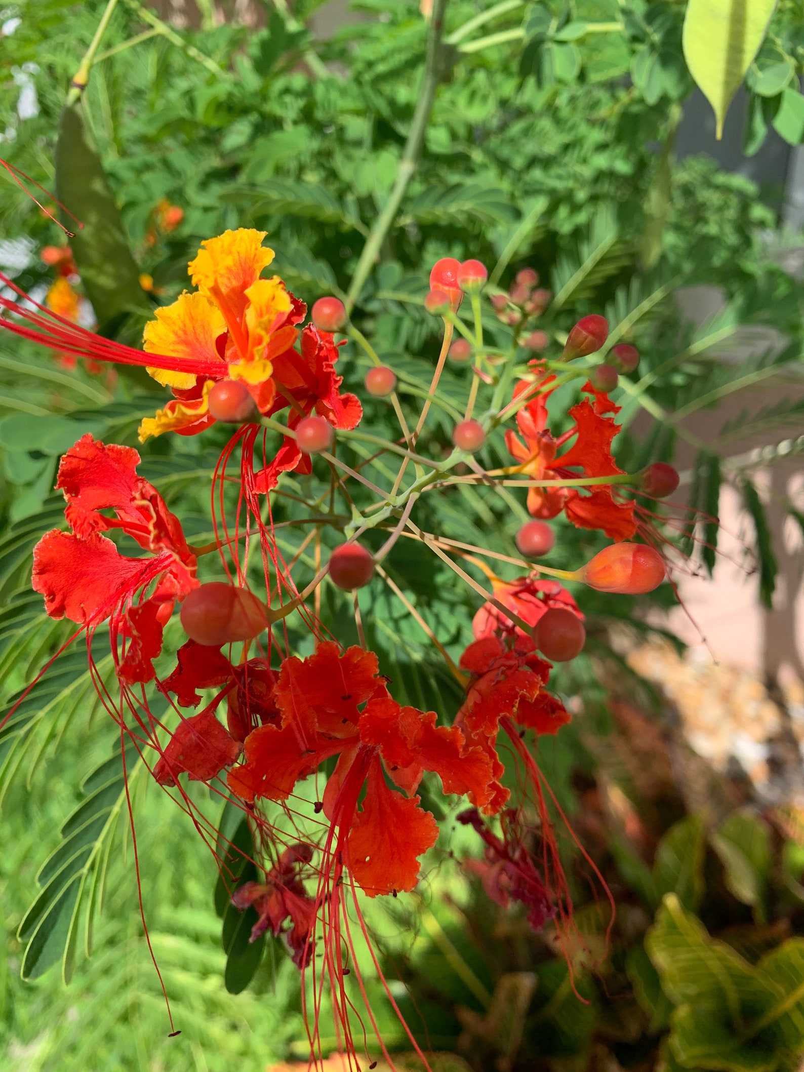 Flamboyan Enano Royal Poinciana5 seed - Etsy México