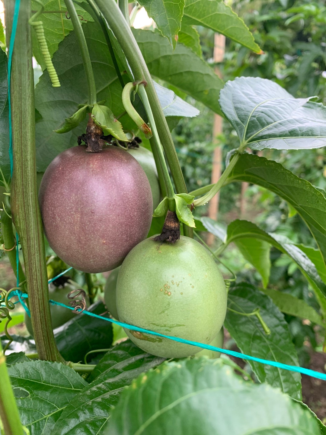 Purple Patch Gulupa 15 Semilla seed Pachita Purple Patch, Passion Fruit - Etsy