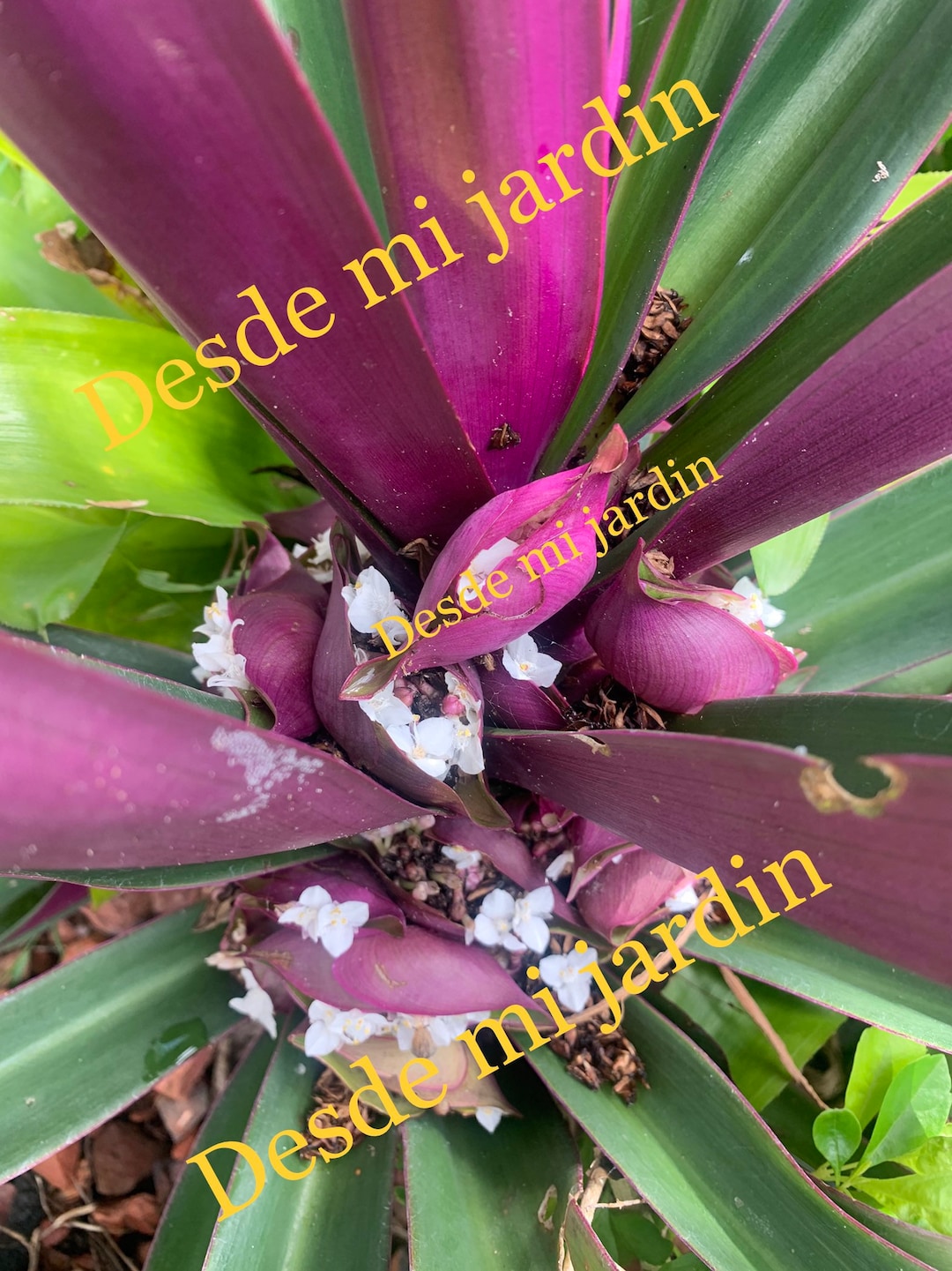 Purple Maguey,tradescantia Spathacea purple Magueylive Plant - Etsy