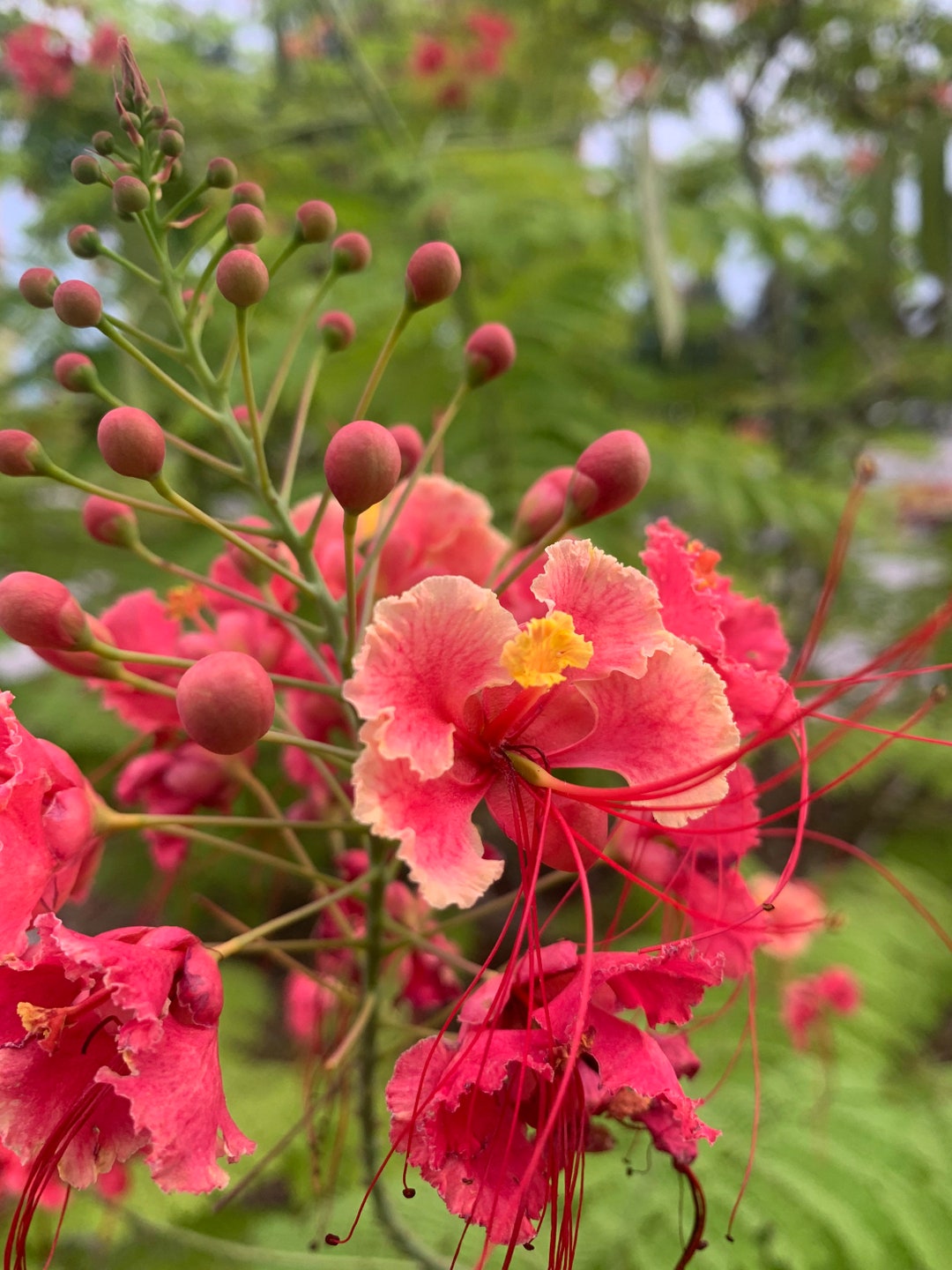 Pink Dwarf Flamboyan 5 Seeds seeds - Etsy