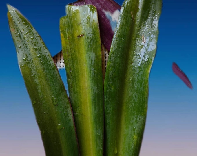Purple Maguey Leaf 5 Leaves - Etsy