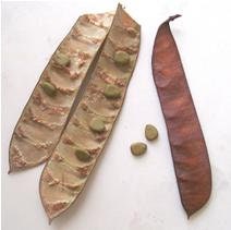 Flamboyan Dwarf Royal Poinciana5 Seed - Etsy