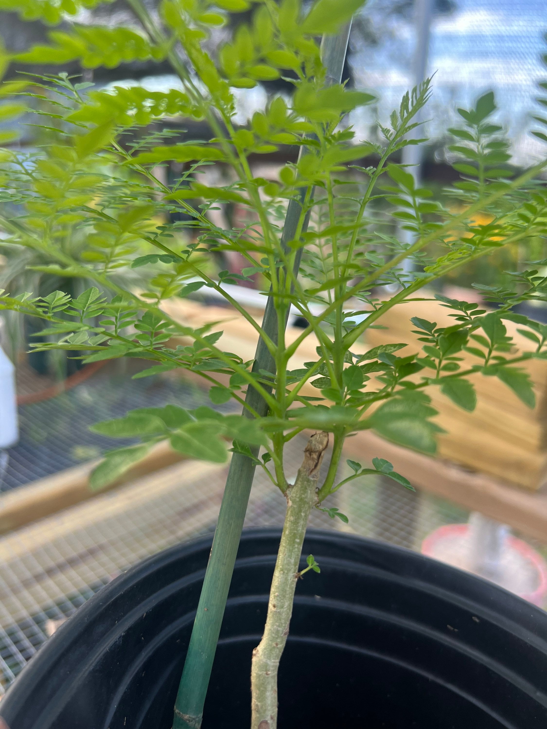 Jacaranda blue Flamboyan - Etsy