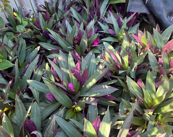 Purple Maguey,tradescantia Spathacea purple Magueylive Plant - Etsy