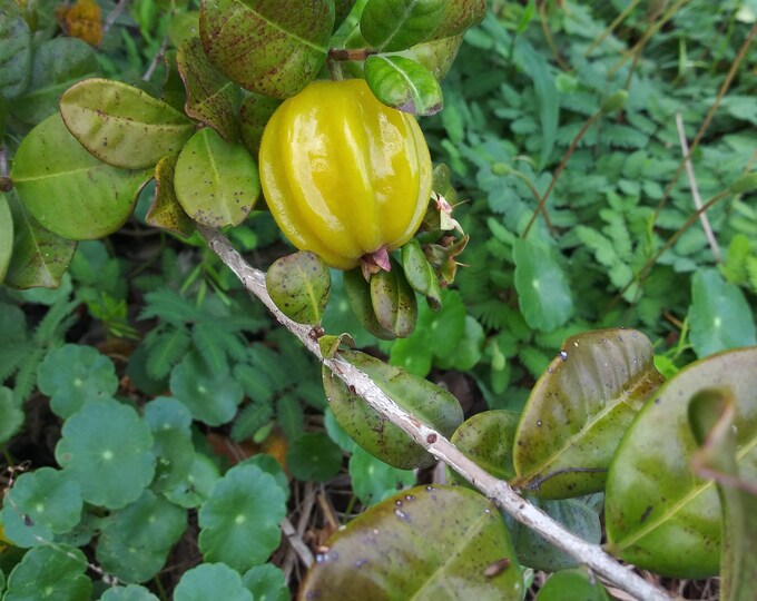 Pitangatuba 12 Fresh Seeds - Etsy