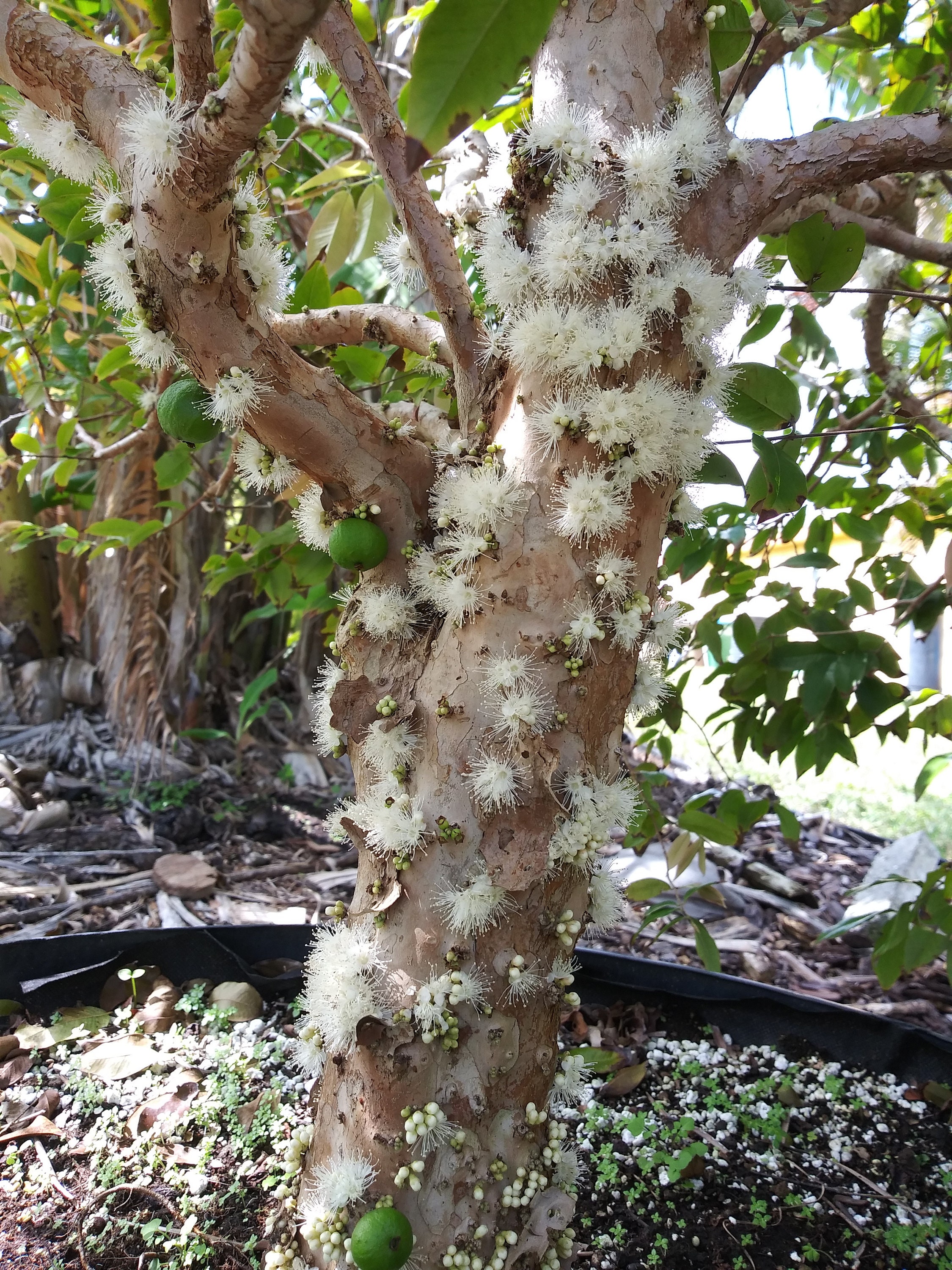 Red Hybrid Jaboticaba Seeds(12) - Etsy