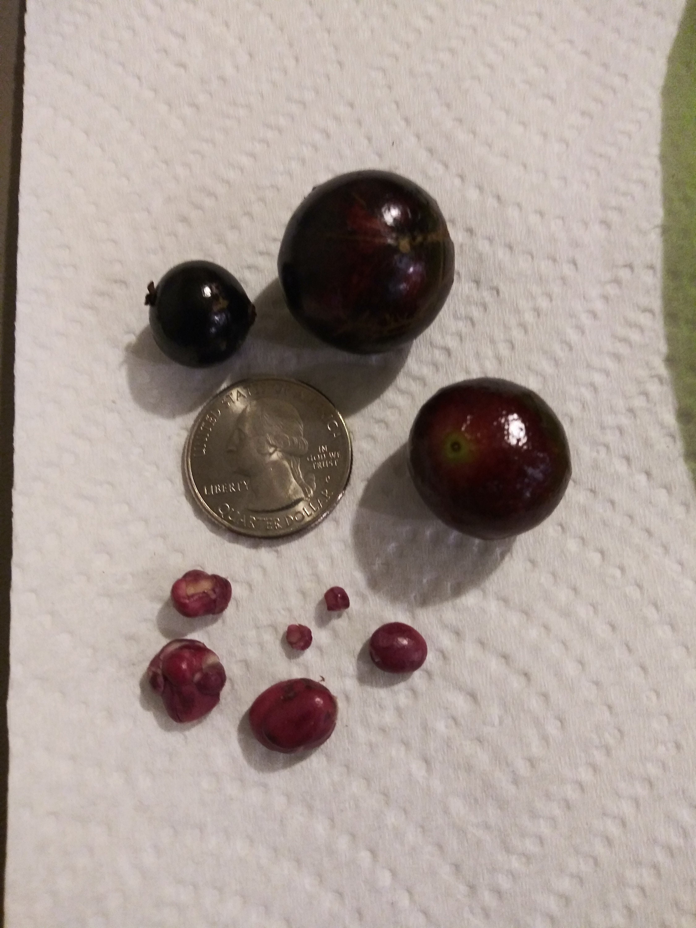 Red Hybrid Jaboticaba Seeds(12) - Etsy