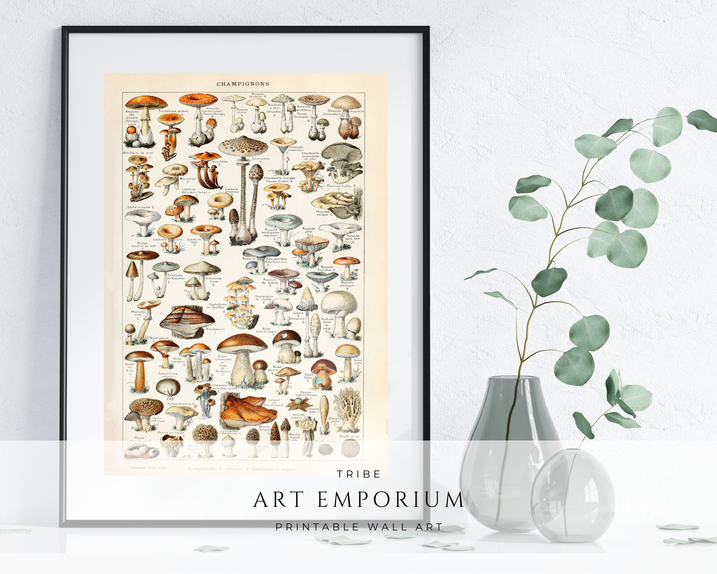 Mushrooms Print Vintage Fungi Poster Art Illustration - Etsy
