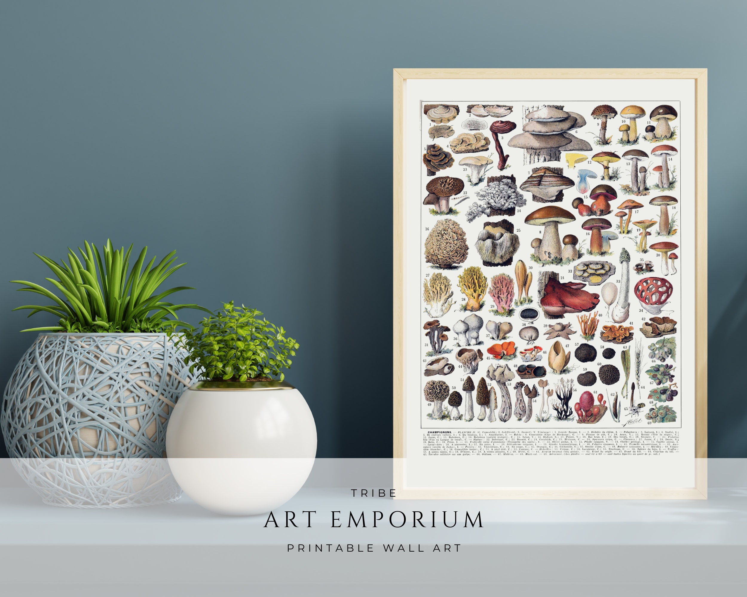 Mushrooms Print 2, Vintage Fungi Poster Art Illustration, Champignons ...