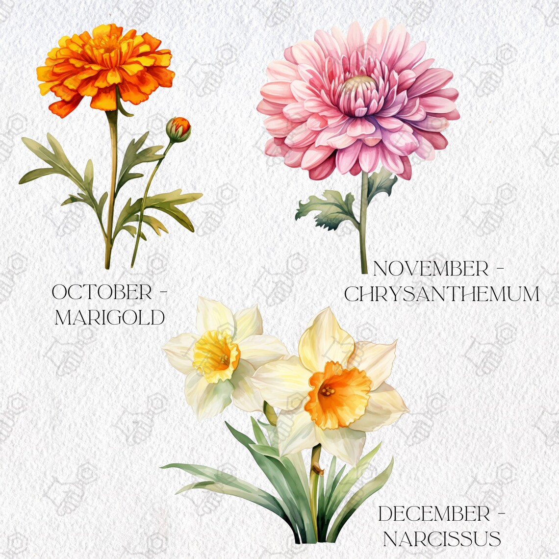 Watercolor Birth Month Flower Clipart, Birth Month Flower PNG, Birth ...