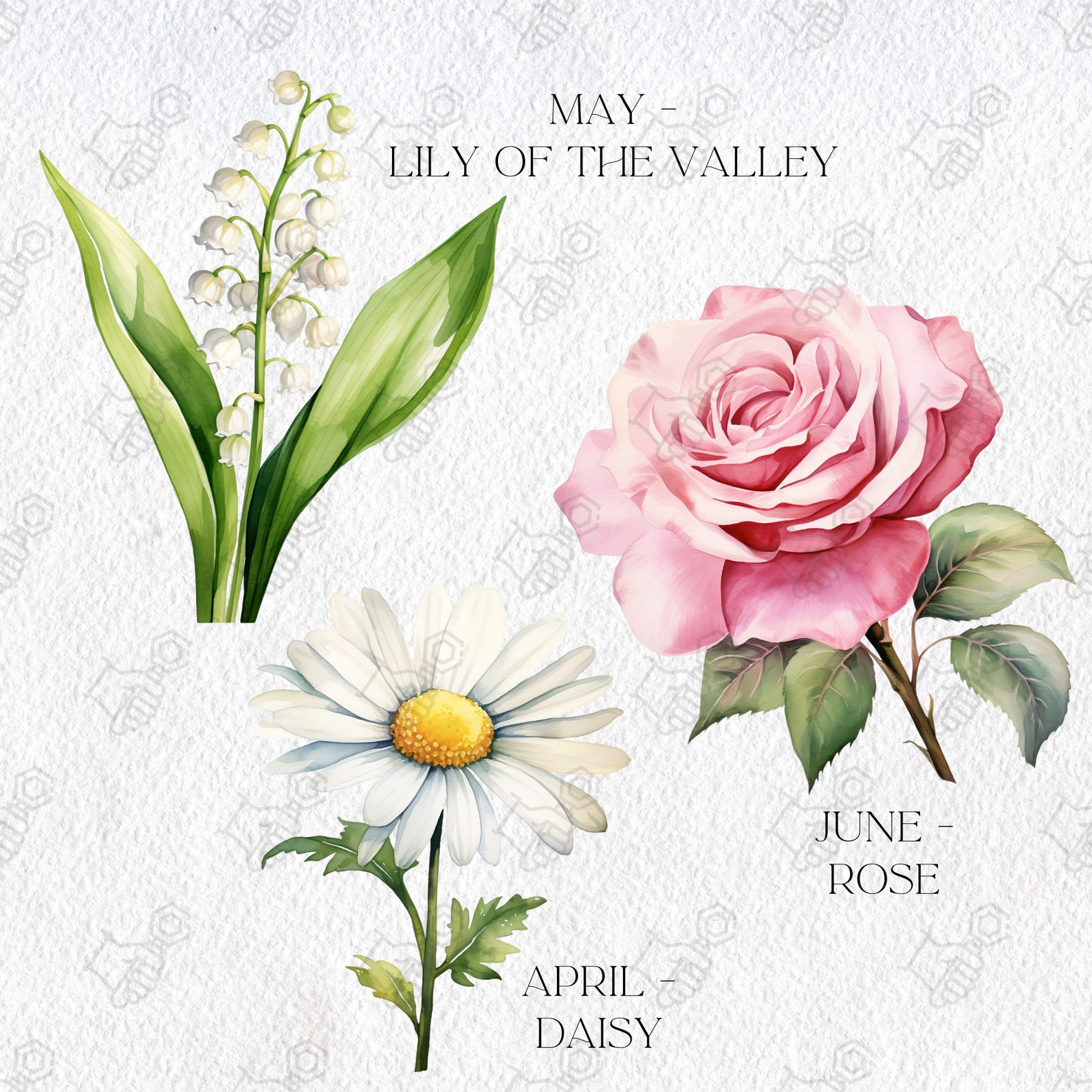 Watercolor Birth Month Flower Clipart, Birth Month Flower PNG, Birth ...