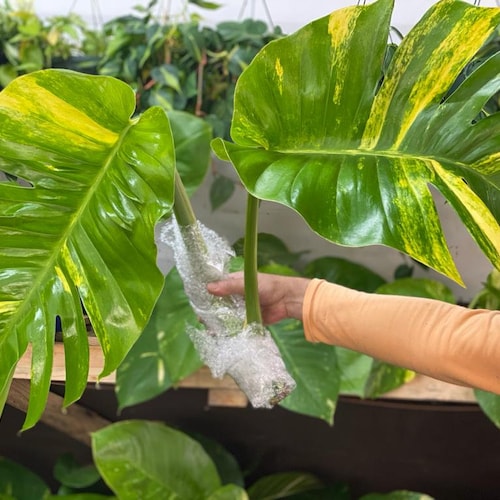 Giant Hawaiian Pothos . Rare Giant Variegated Hawaiian - Etsy
