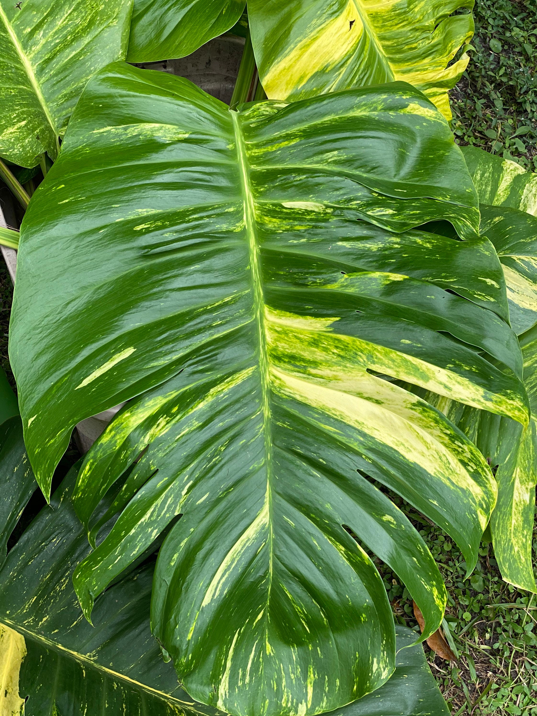 Home & Hobby Giant Variegated Golden Pothos Top Cuttings 12-20 leaves ...