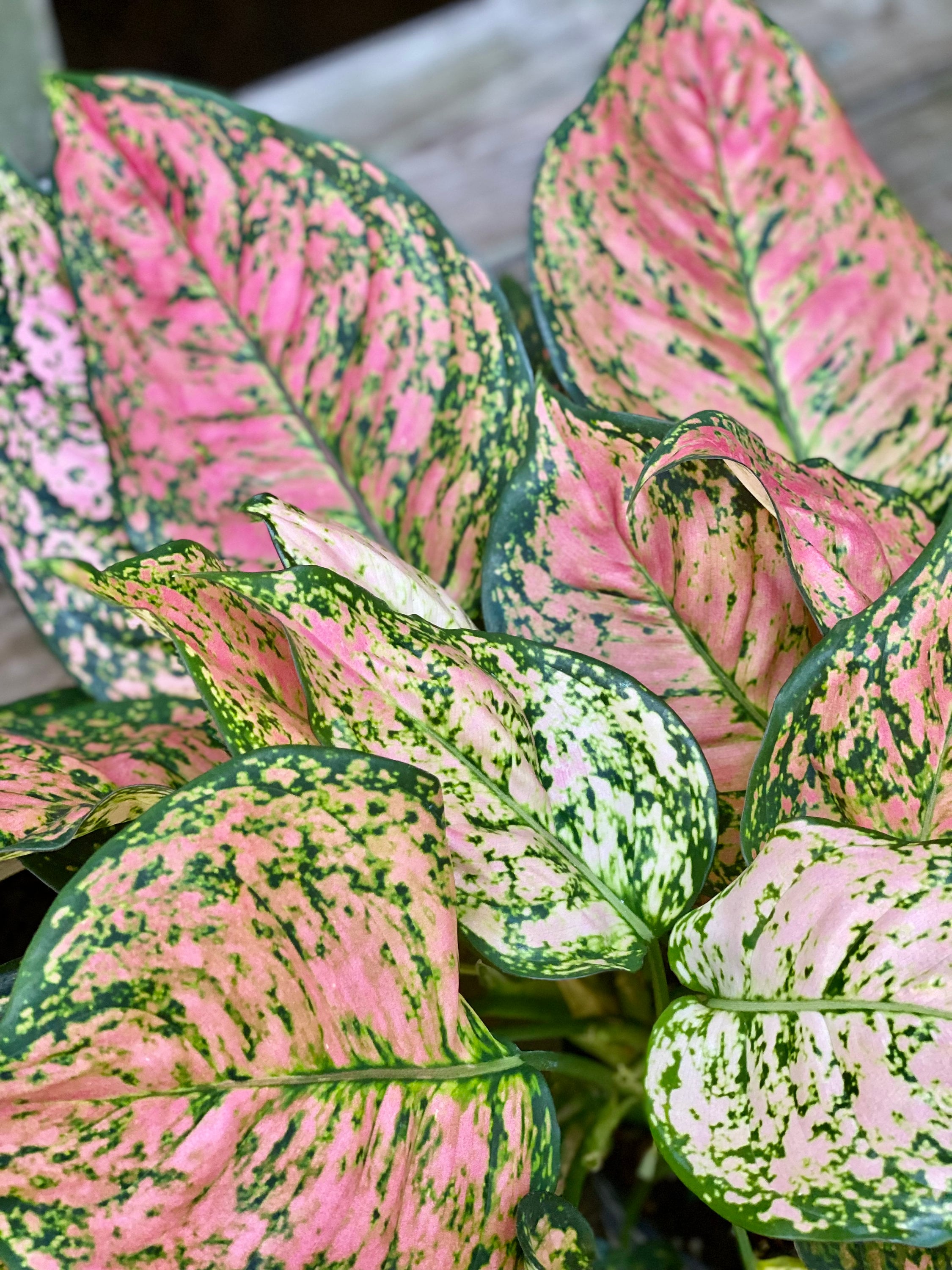 Aglaonema Ruby Ray Bare Root Red Valentine - Etsy