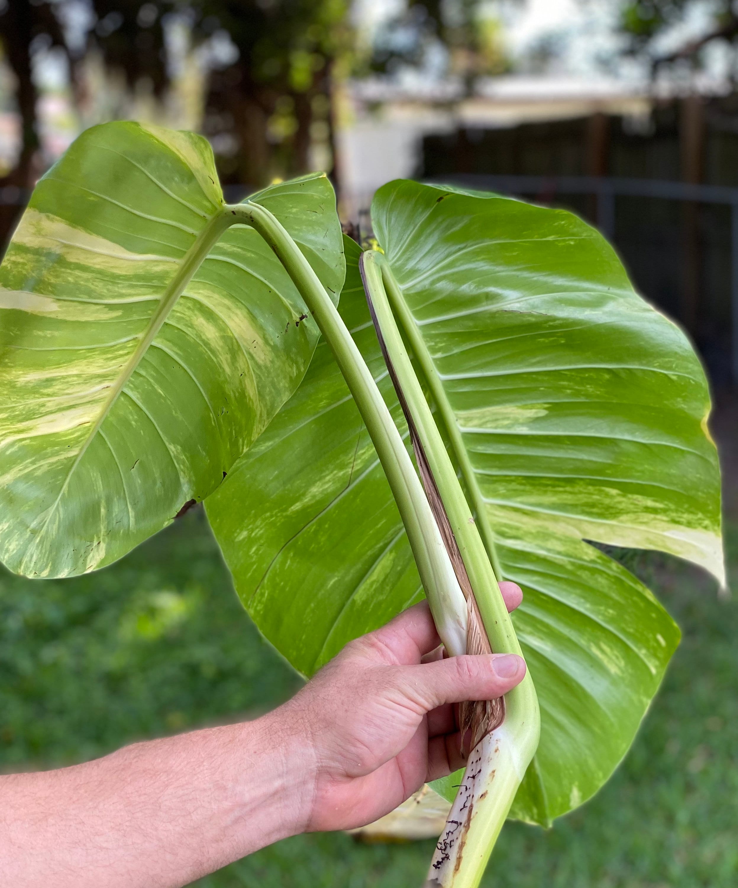 Home & Hobby Giant Variegated Golden Pothos Top Cuttings 12-20 leaves ...