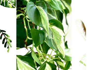 Philodendron Rio (500+ Philodendron Rio) | Etsy