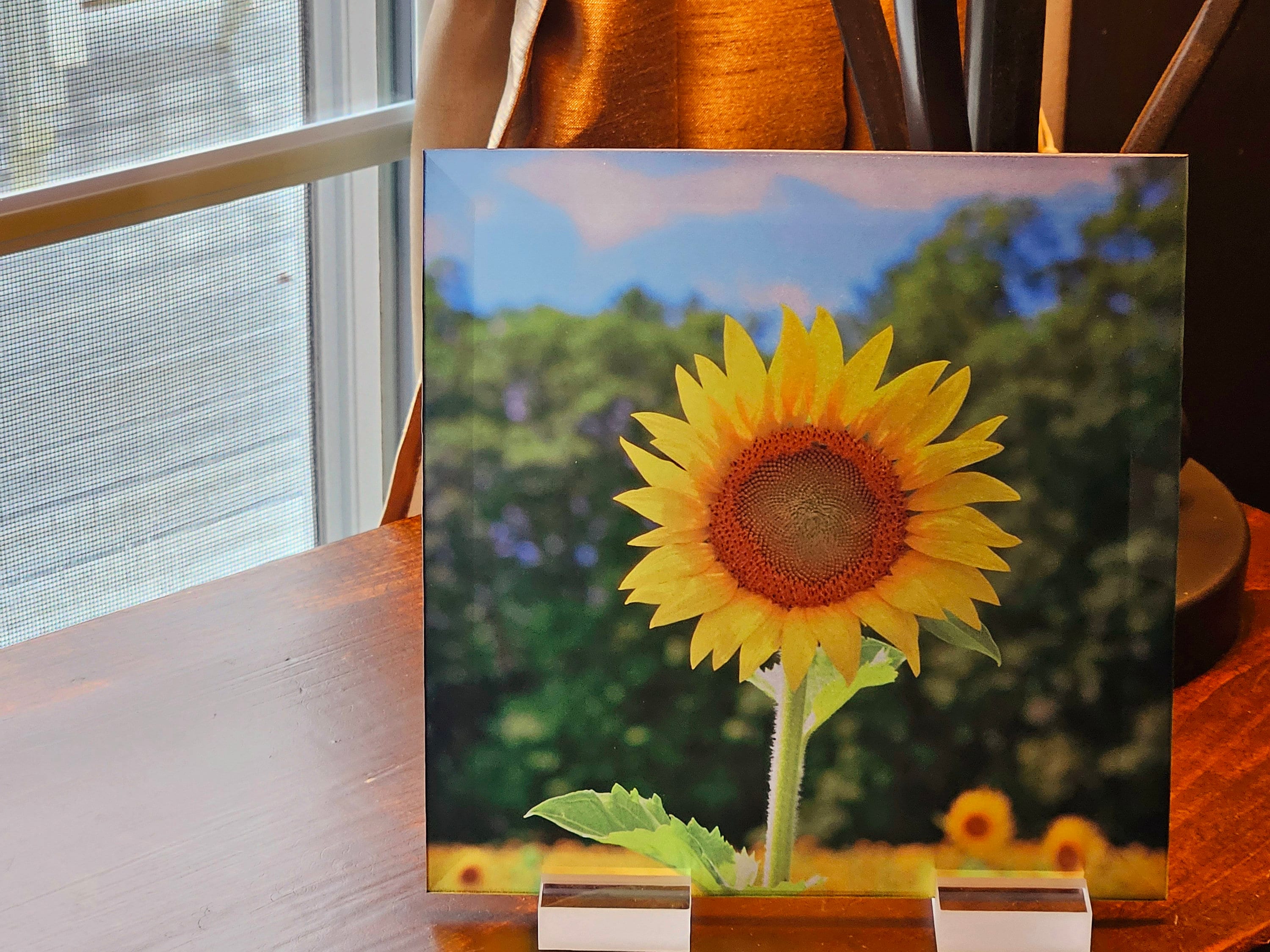 Sunflower Glass 7x7 Photo - Etsy