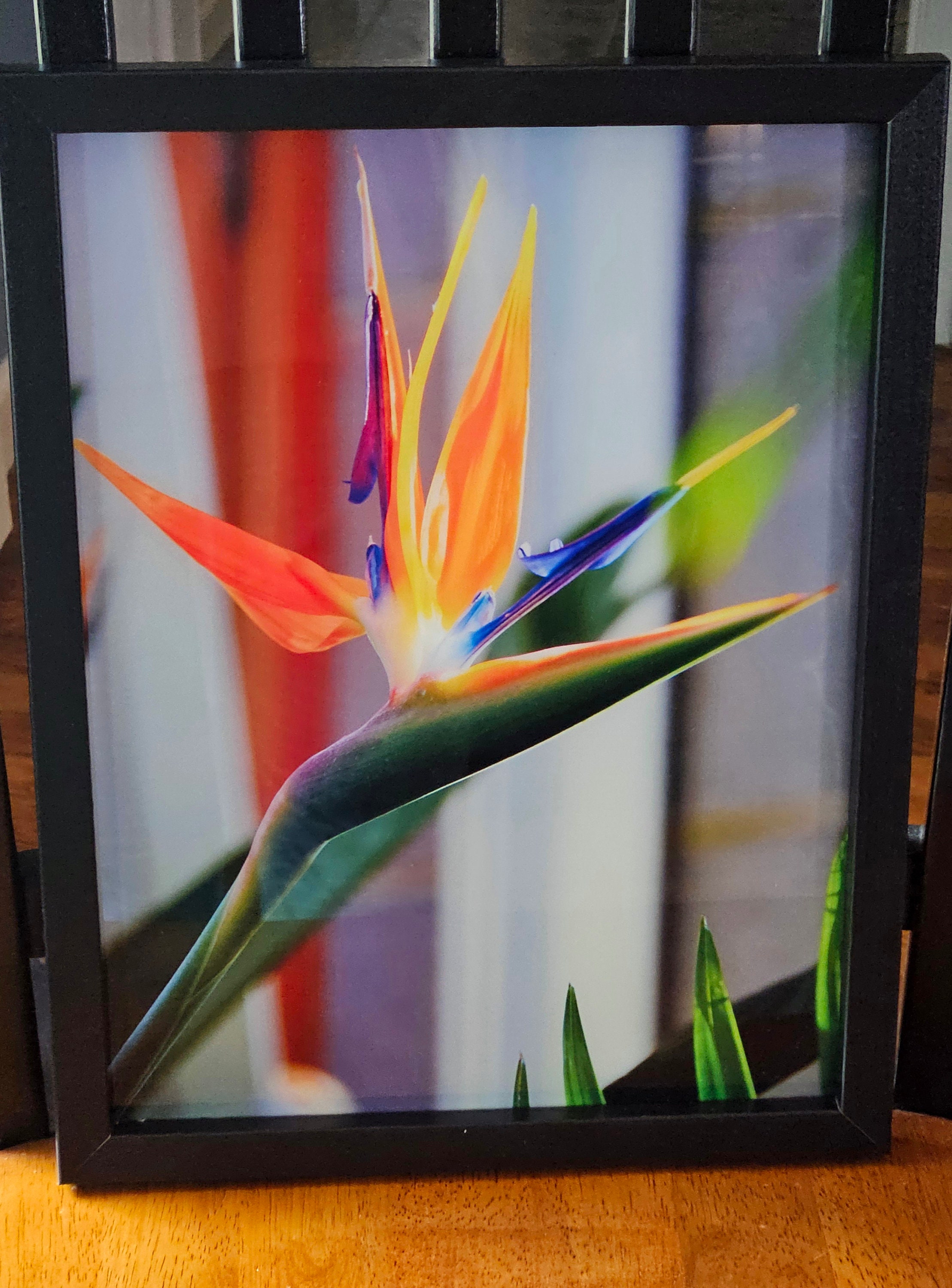 Bird of Paradise Framed Glass Photo - Etsy