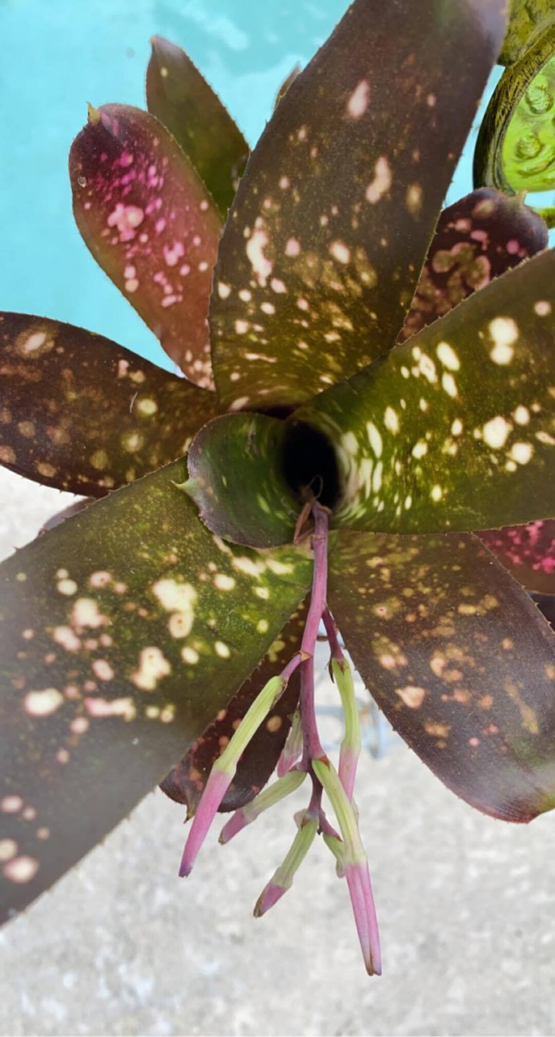 Spotted Bromeliad Billbergia - Tropical - Houseplant - Home Environment ...