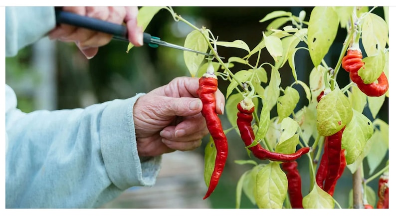 Curing With Cayenne: 3 Dvds, Sam Biser's "curing With Cayenne" (and Its ...