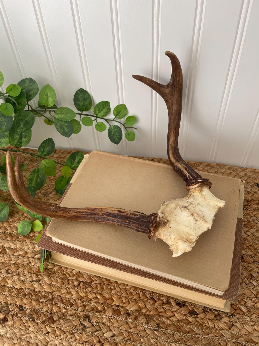 Natural Deer Antlers With Scalp Plate. Four Point Shed Antlers. - Etsy