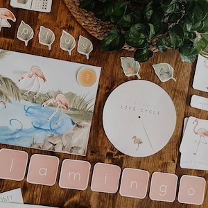 Flamingo Activity Unit, Tropical Bird Unit, 3 Part Flashcards ...