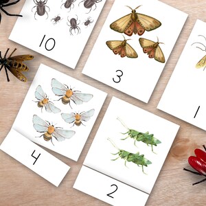 Insect Flashcards Count to 10 Montessori Nomenclature Cards, Spring ...
