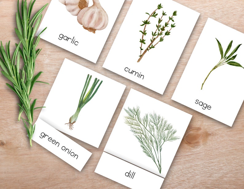 Garden Herbs 3 Part Flashcards, Garden Flashcards, Preschool Garden ...