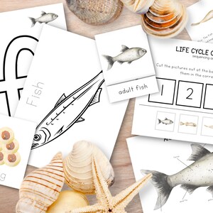 Fish Life Cycle Nature Unit Study, Montessori 3 Part Cards, Life Cycle ...
