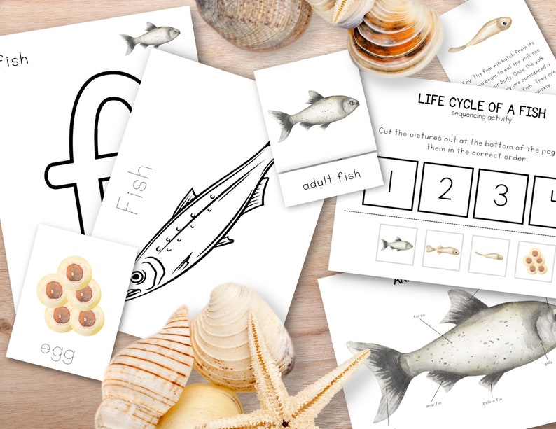 Fish Life Cycle Nature Unit Study Montessori 3 Part Cards - Etsy