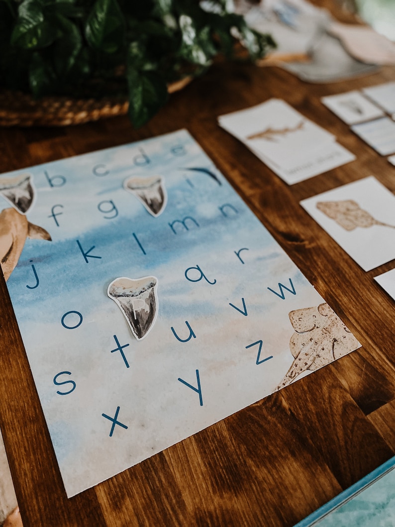 Shark Activity Unit, Shark Study Unit, 3 Part Flashcards, Homeschool ...
