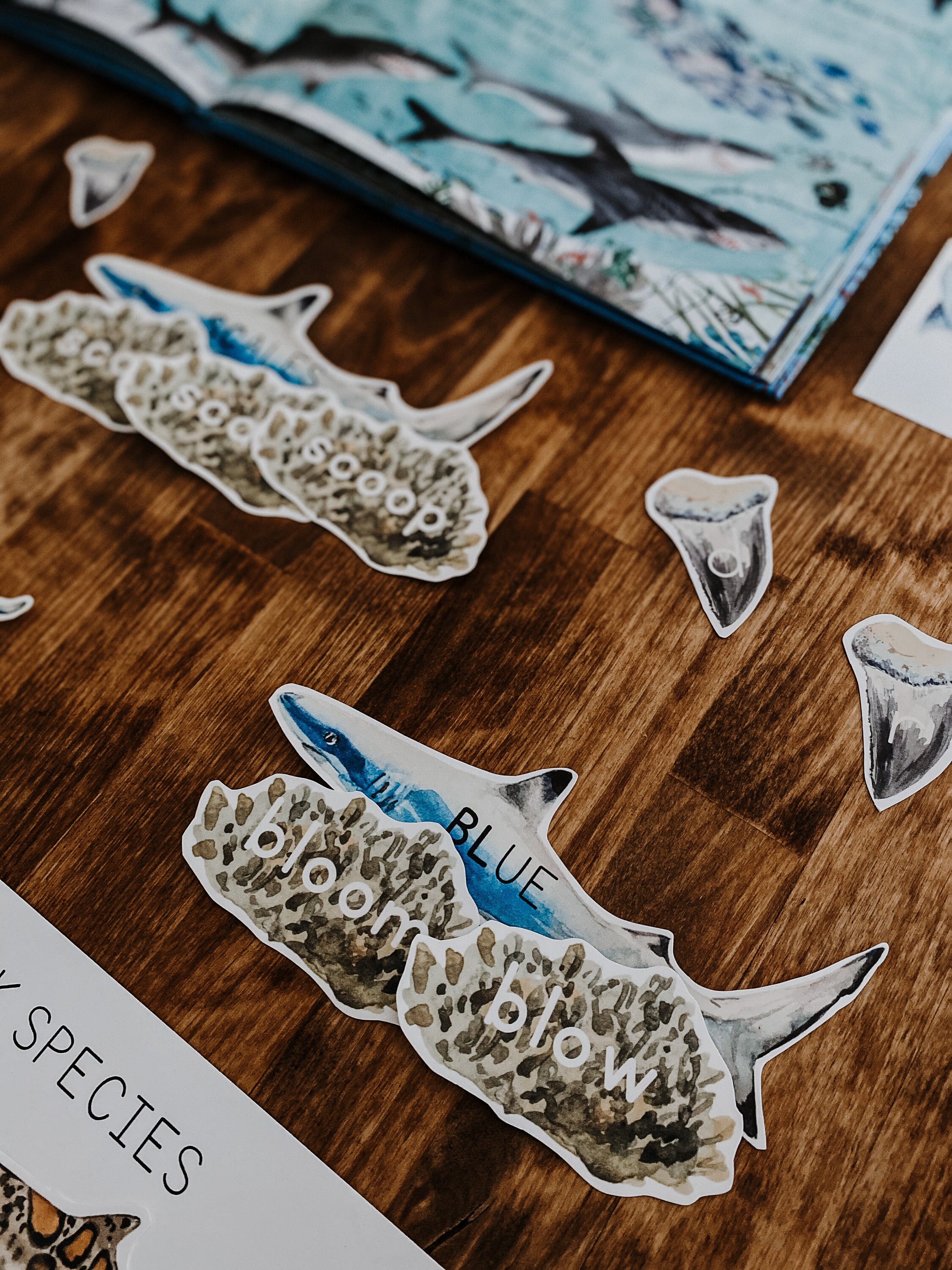 Shark Activity Unit, Shark Study Unit, 3 Part Flashcards, Homeschool ...