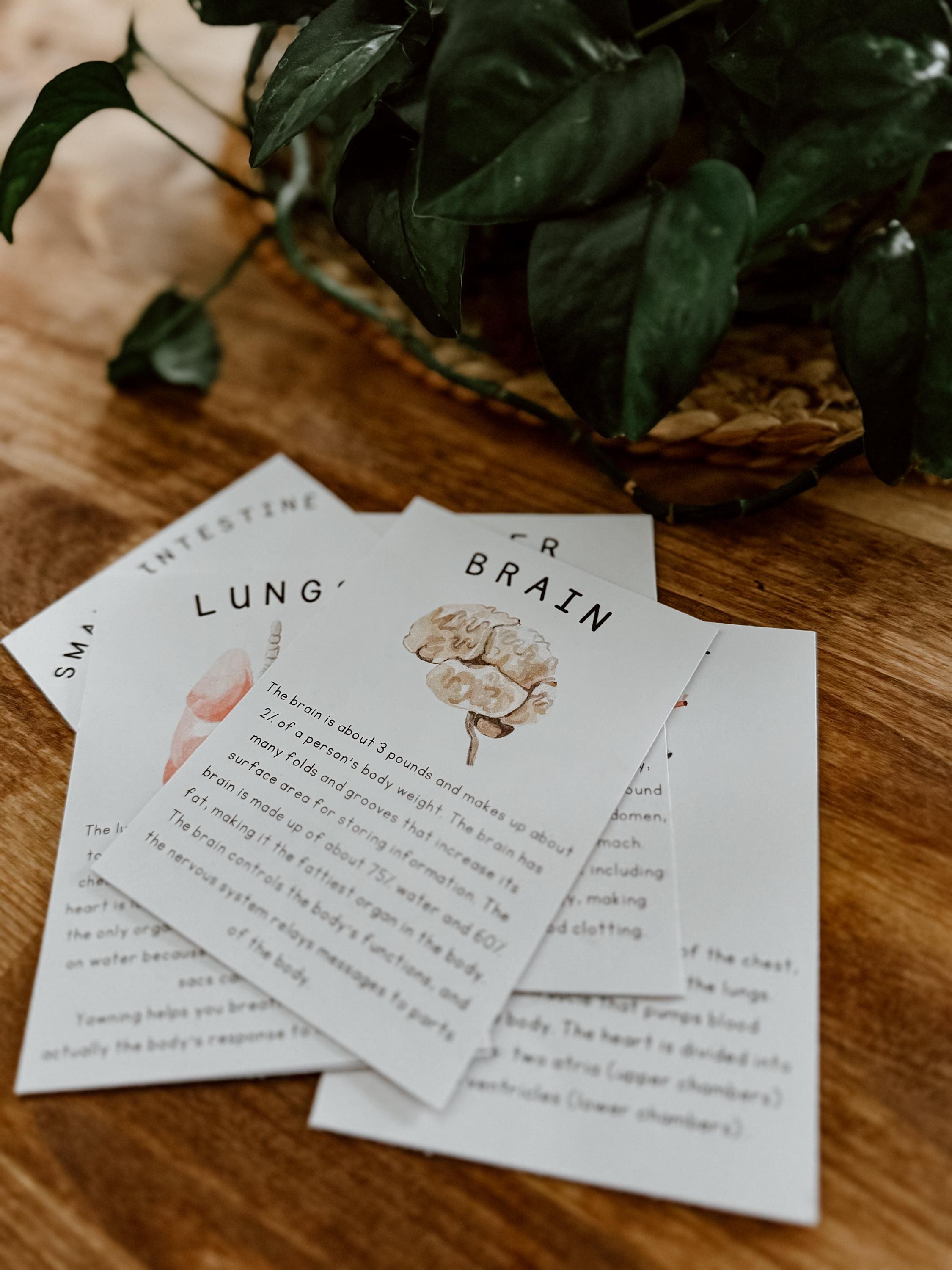 Human Organ 3 Part Flashcards , 3 Part Montessori Nomenclature Cards ...