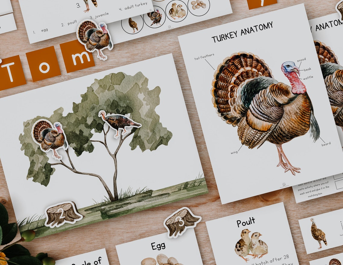 Turkey Unit Study Bundle Thanksgiving Study Fall Montessori - Etsy