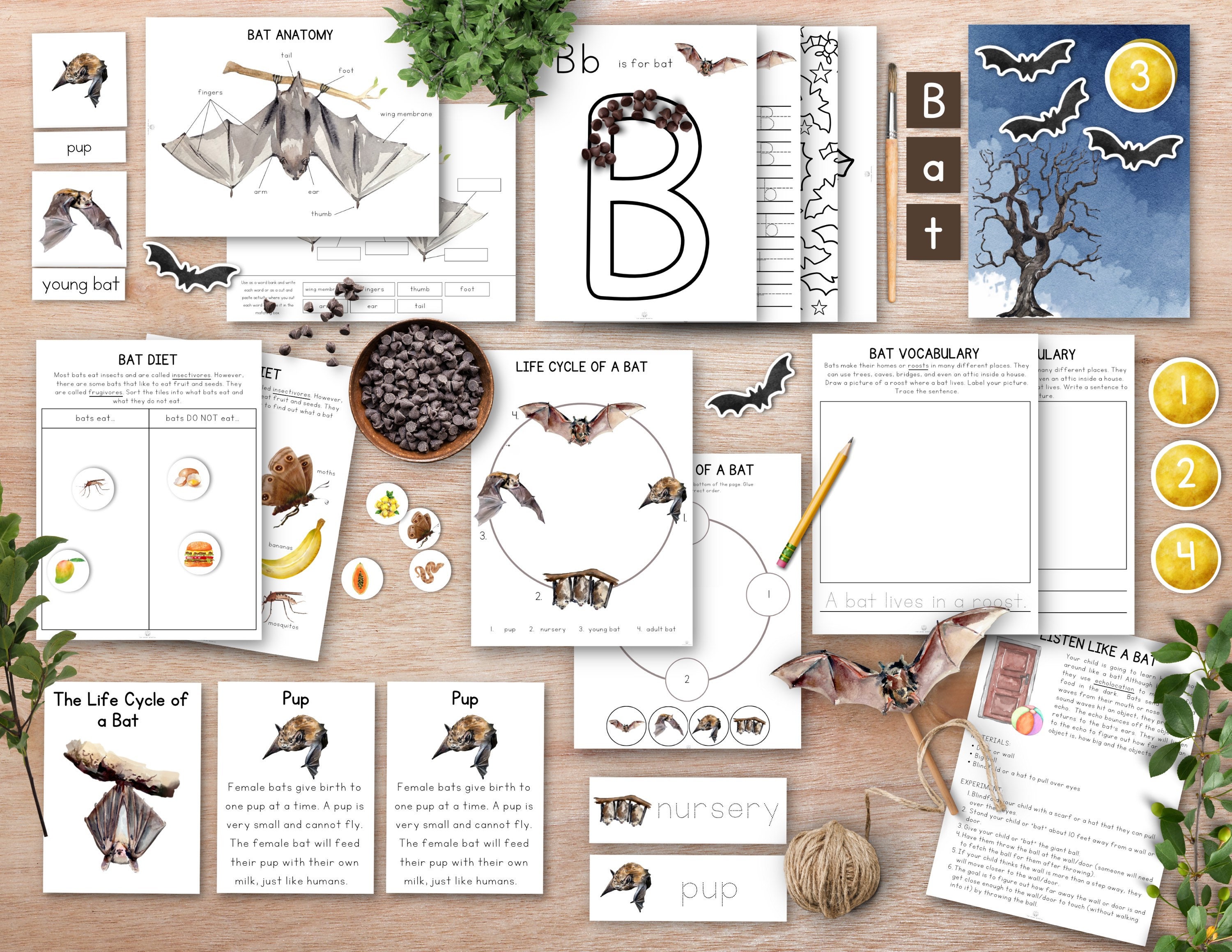 Bat Unit Study Bundle, Bat Study, Bat Life Cycle, Fall Montessori Unit ...
