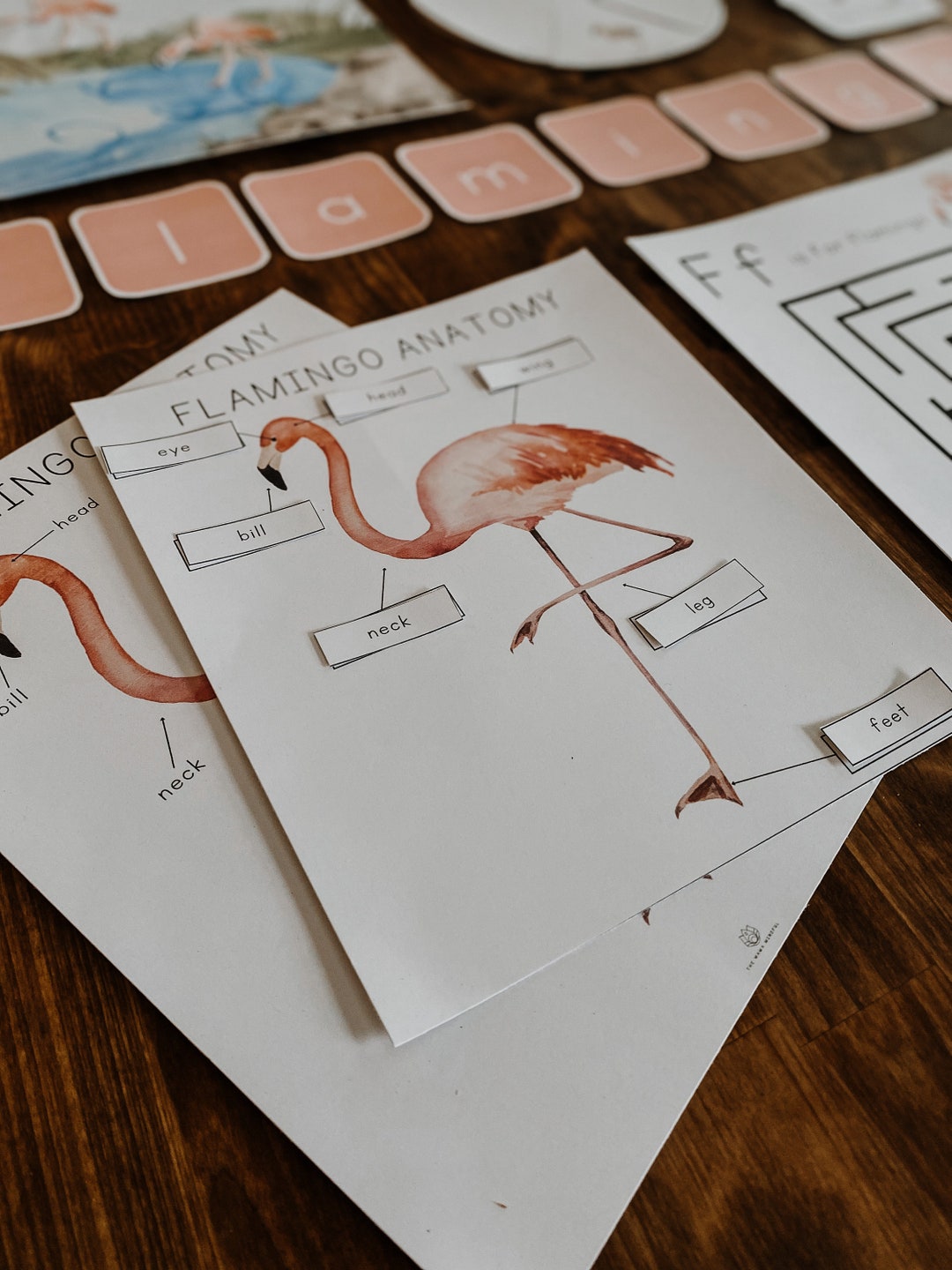 Flamingo Activity Unit, Tropical Bird Unit, 3 Part Flashcards ...