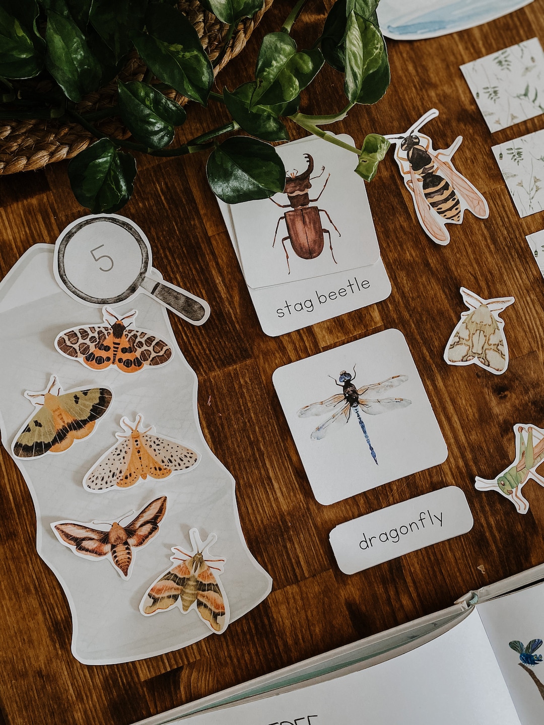 Bug Activity Unit, Insect Montessori Unit, Nature Flashcards ...