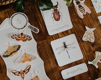 Insects Morning Basket Activity, Homeschool Unit, Bug Flashcards ...