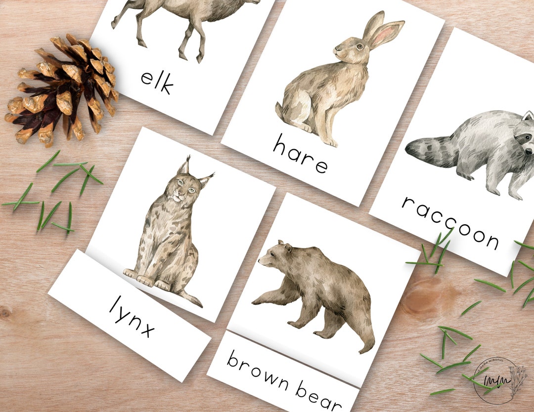Forest Animal Flashcards Language Cards, 3 Part Montessori Nomenclature ...